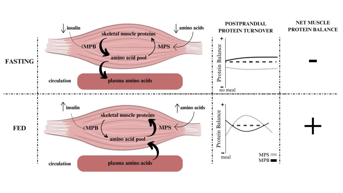 Intermittent Fasting & Muscle Quality - The Broken Science Initiative