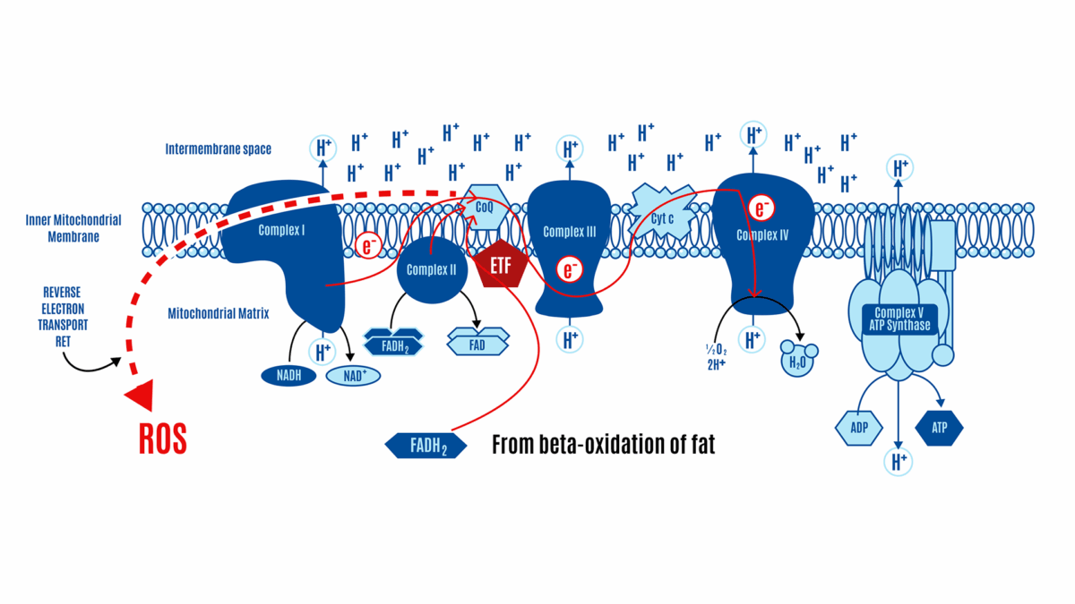 Conjecture, Hypothesis, Theory, Law: The Basis of Rational Argument ...